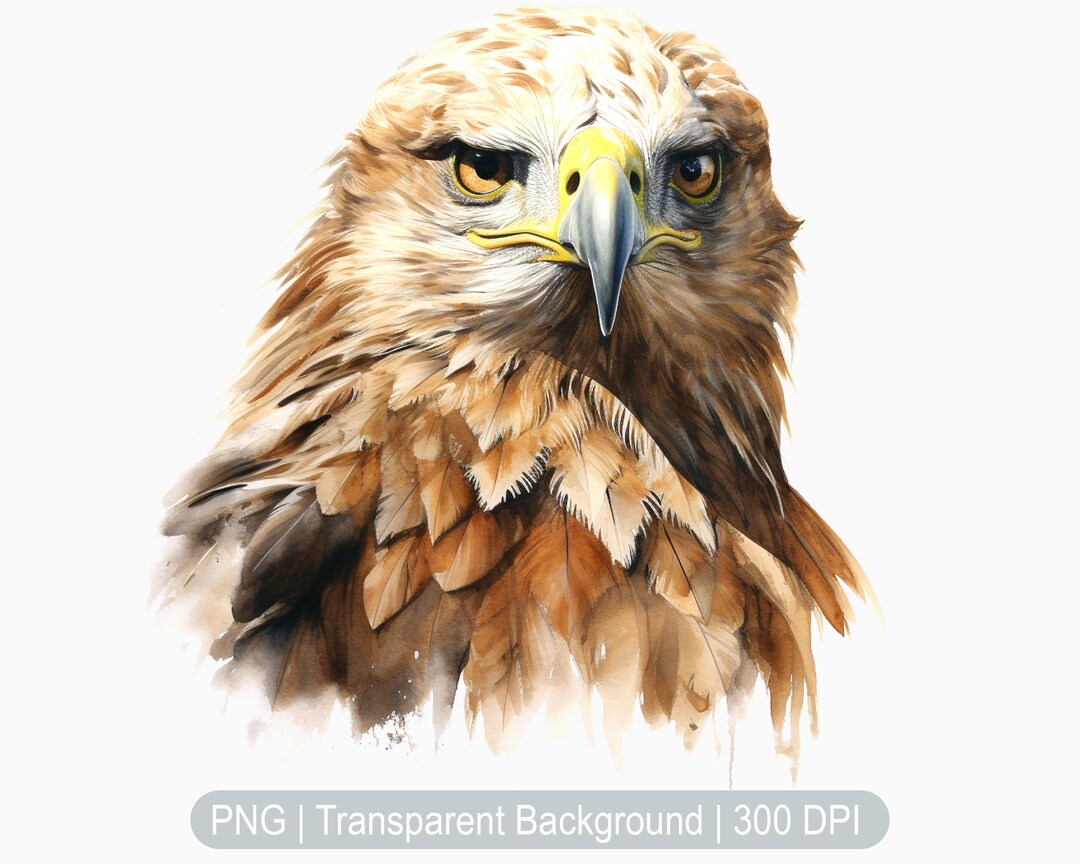Eagle Clipart, Eagle Graphics, Watercolor Eagle Png, Bald Eagle ...