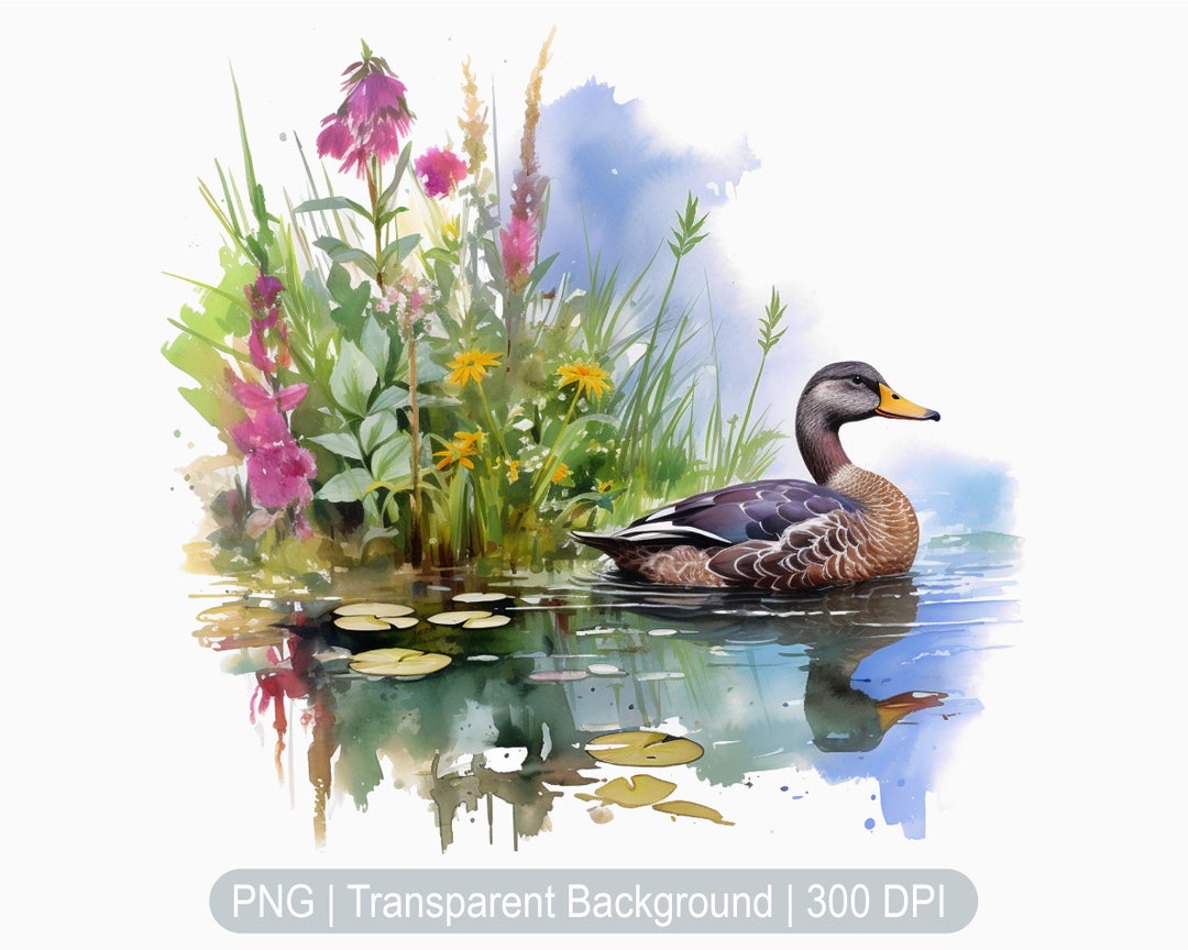 Watercolour Duck Clipart, Swimming Duck Png, Duck Pond, Ducklings ...