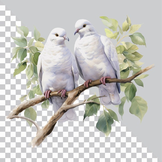 Duif Png Mooie Witte Duif Een Symbool Van Hoop, Witte Duif, Hoop