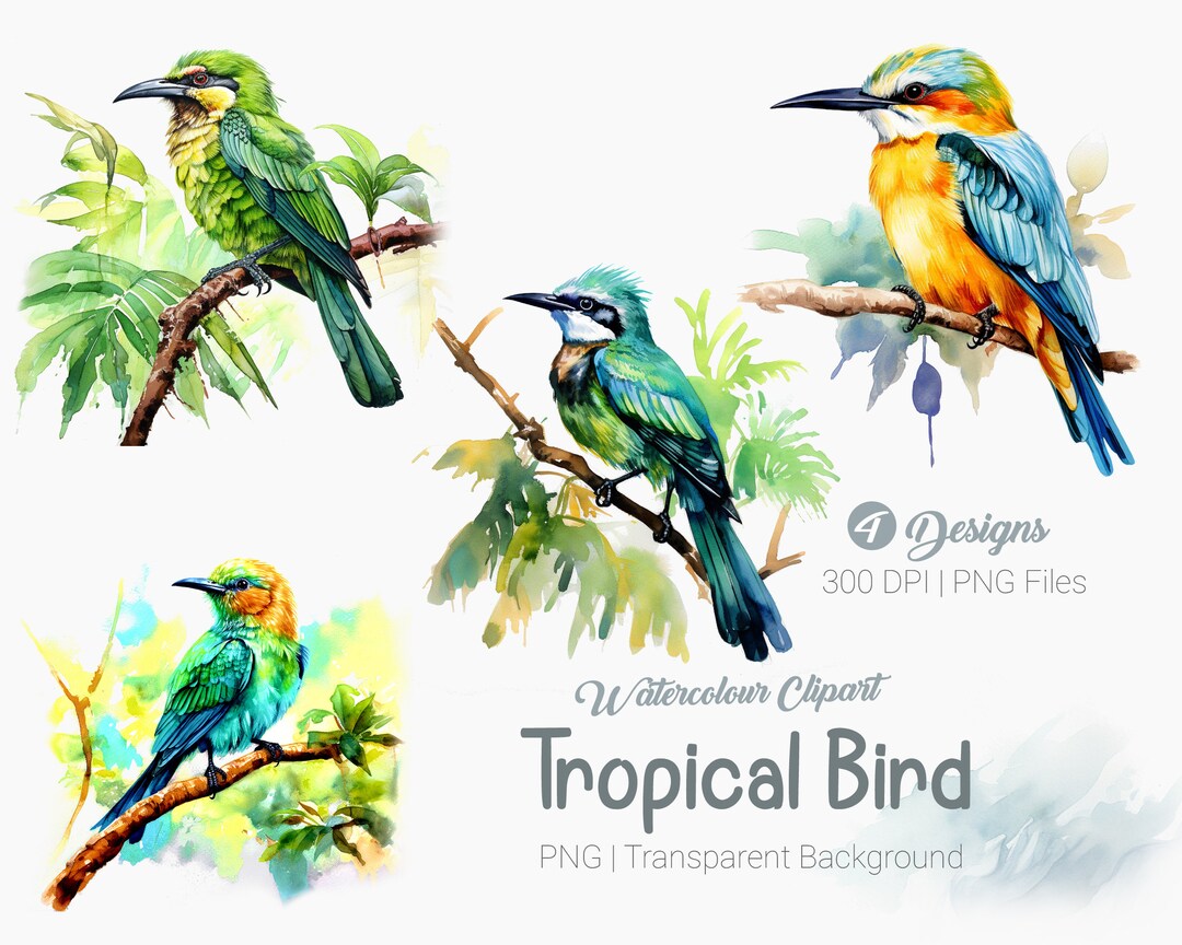 Tropical Birds Clipart, Watercolour Bird Png, Rainforest Birds ...