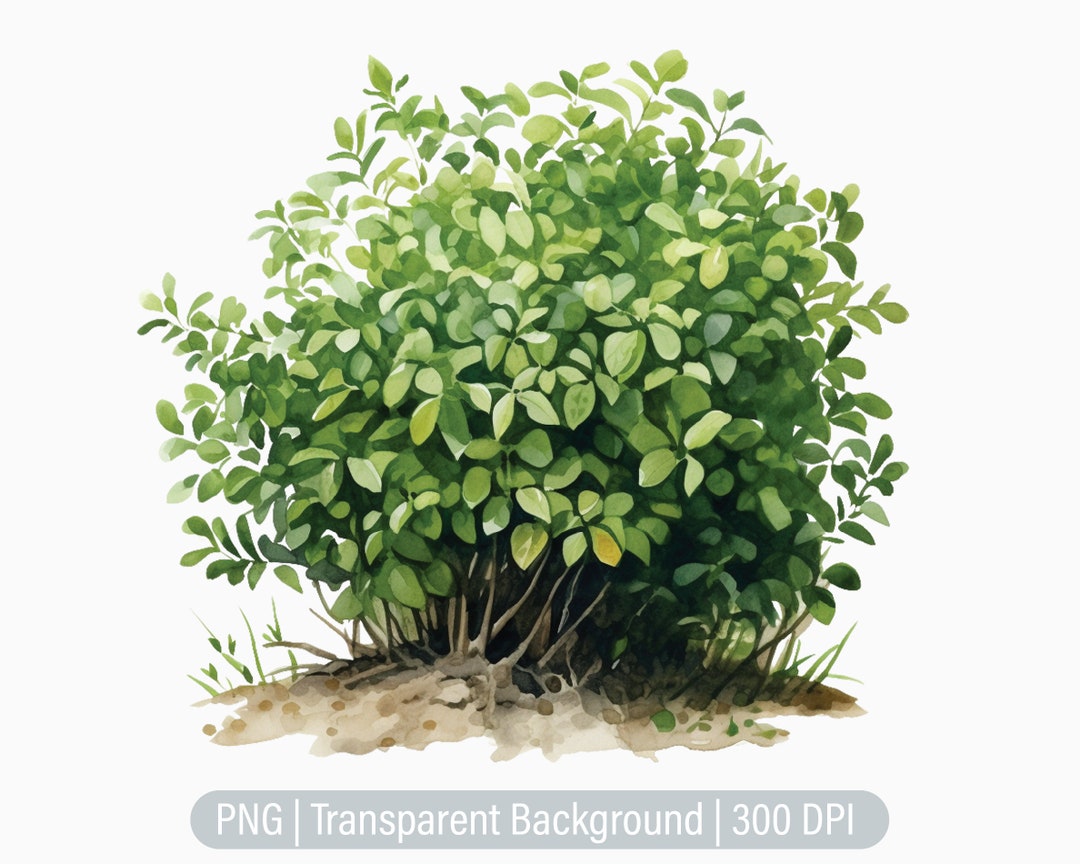 Forest Bush Clipart, Bushes PNG Clipart, Bush Tree, Junk Journals ...