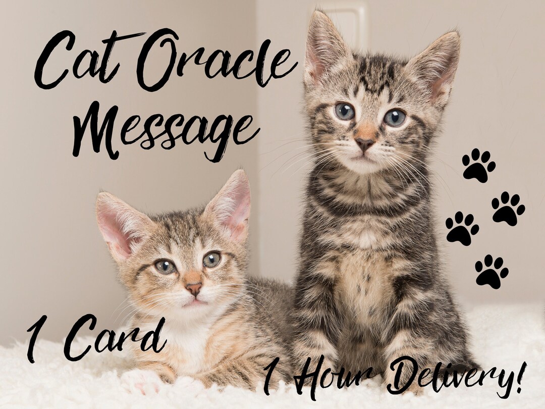 Cat Oracle Reading, 1 Card Oracle Reading, Daily Message From the Cats ...