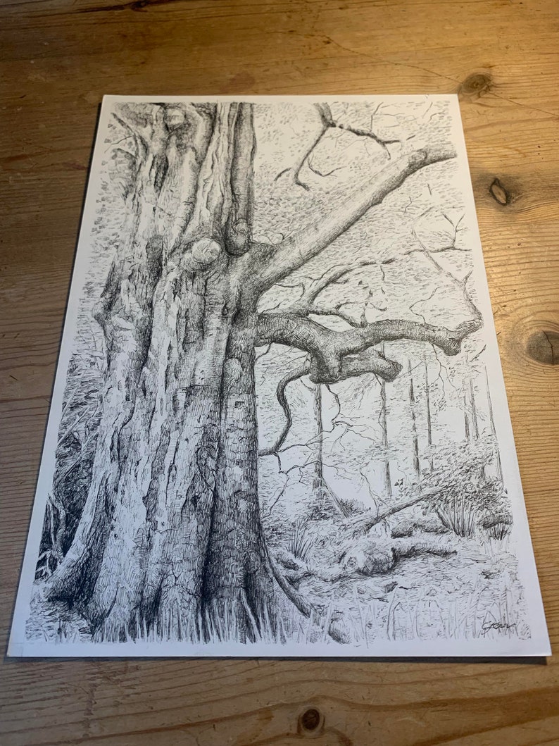 Cratcliff, Beech Tree, Print - Etsy