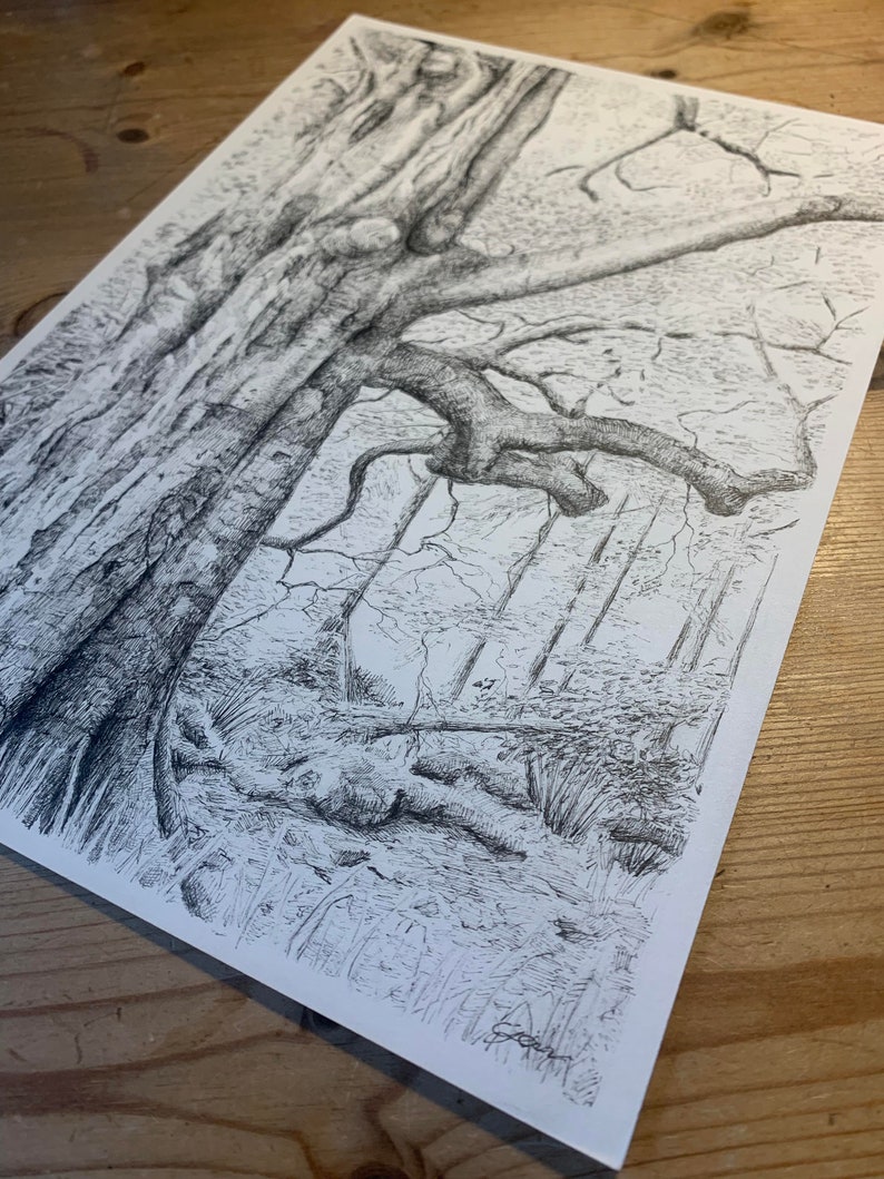 Cratcliff, Beech Tree, Print - Etsy
