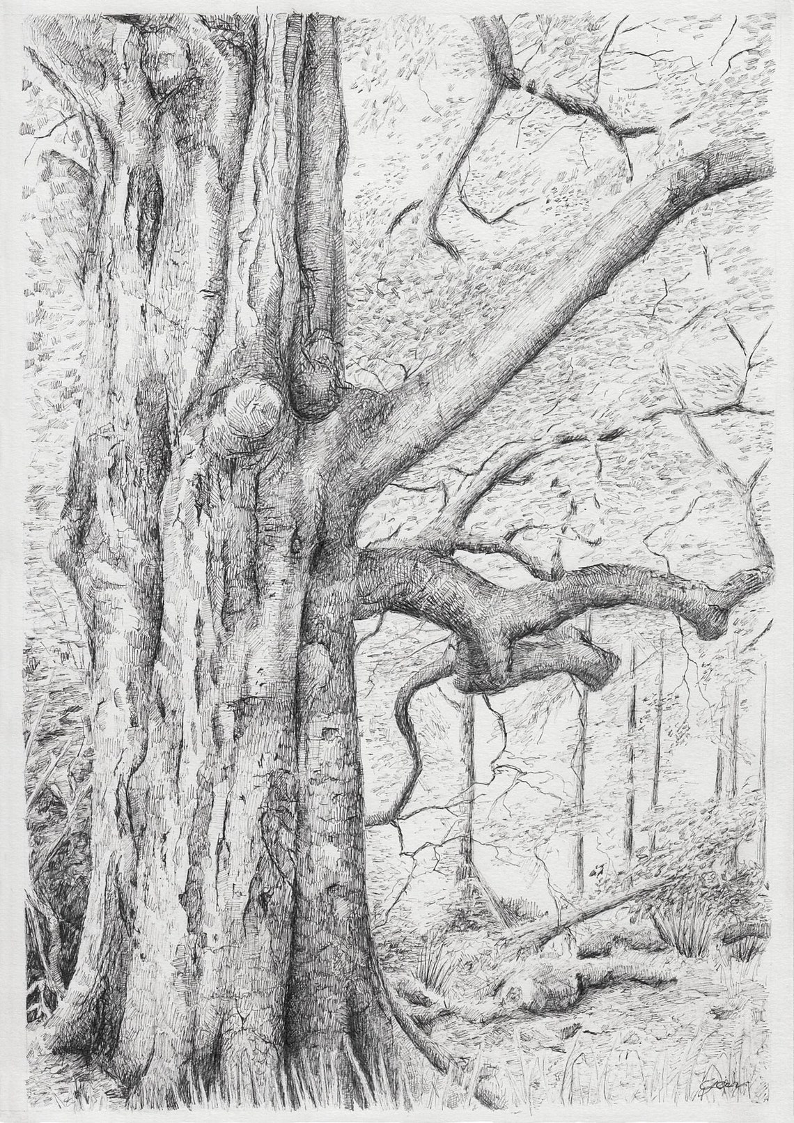 Cratcliff, Beech Tree, Print - Etsy