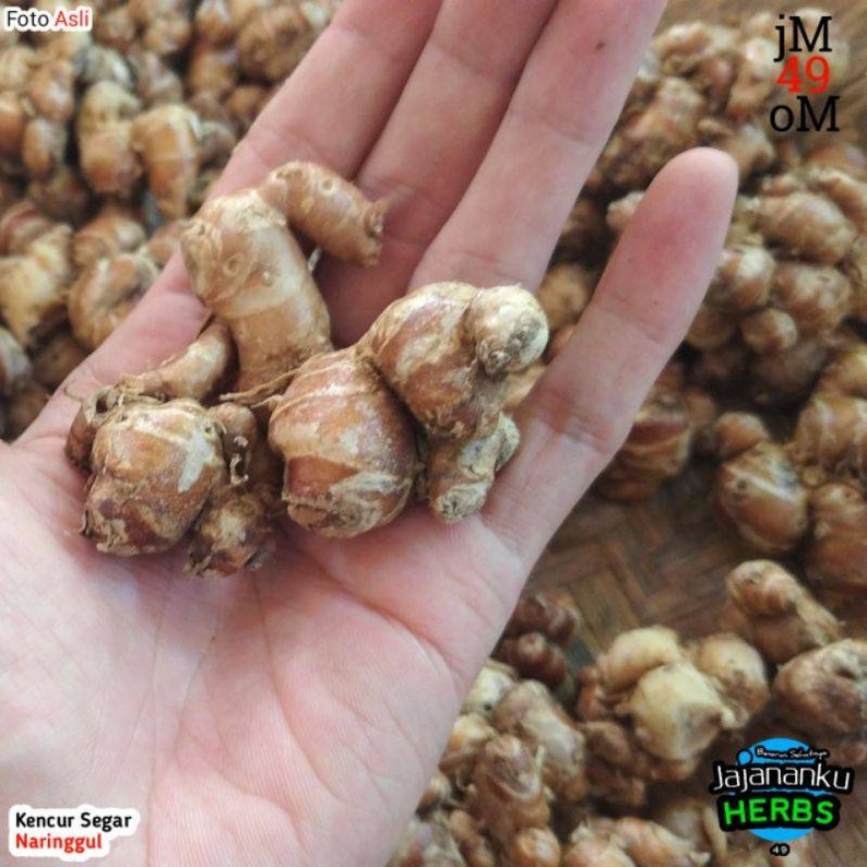 Galangal Powder Premium/ Aromatic Ginger 100 Grams Indonesian Original ...
