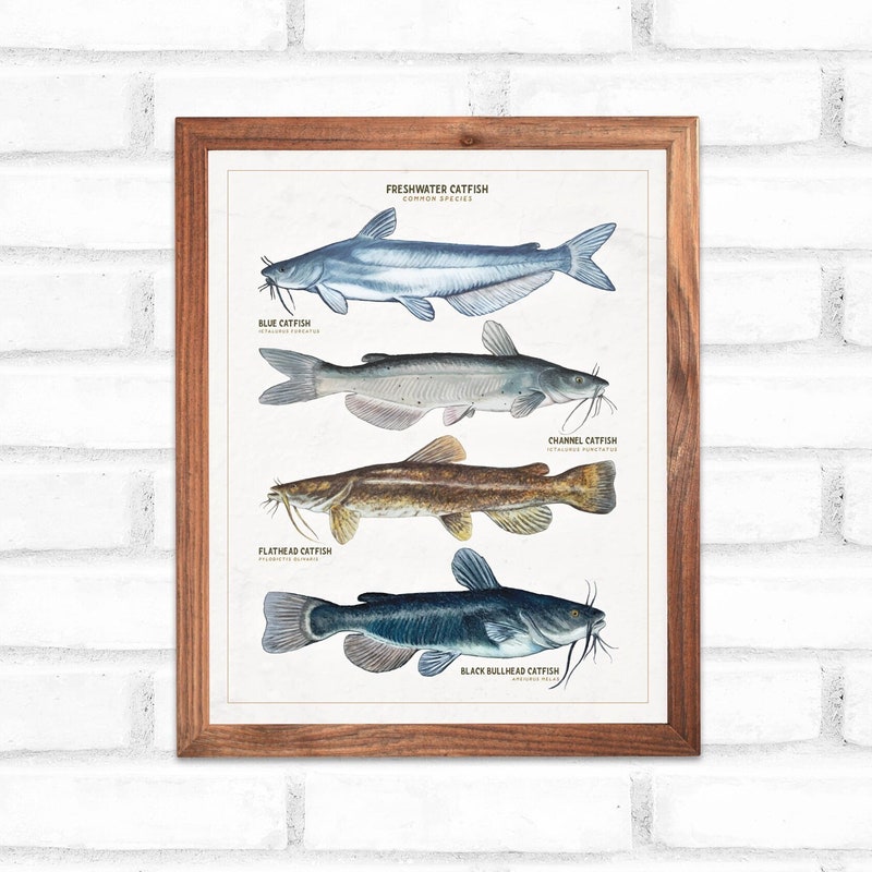 Catfish Art - Etsy