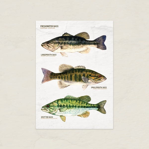 Fish Birthday Decor - Etsy