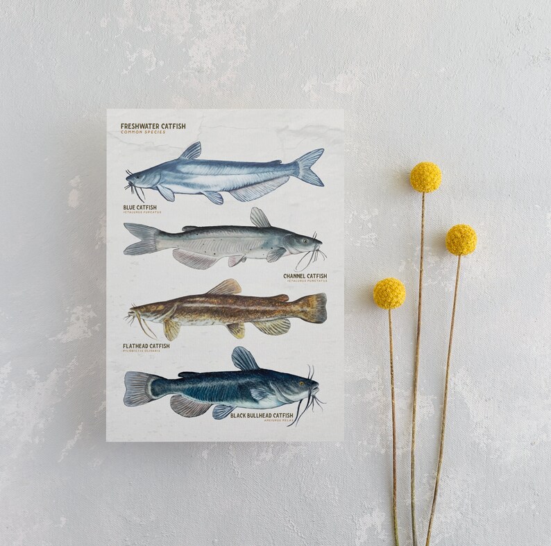 Catfish Card, Fish Print, Multi-species Catfish Print, Catfish Fish ...