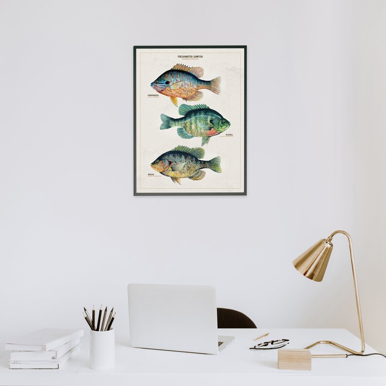 Colorful Sunfish Poster, Bluegill Poster, High Quality Sunfish Print ...
