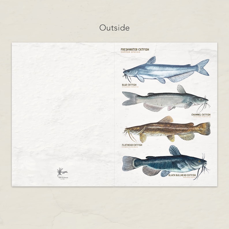 Catfish Card, Fish Print, Multi-species Catfish Print, Catfish Fish ...