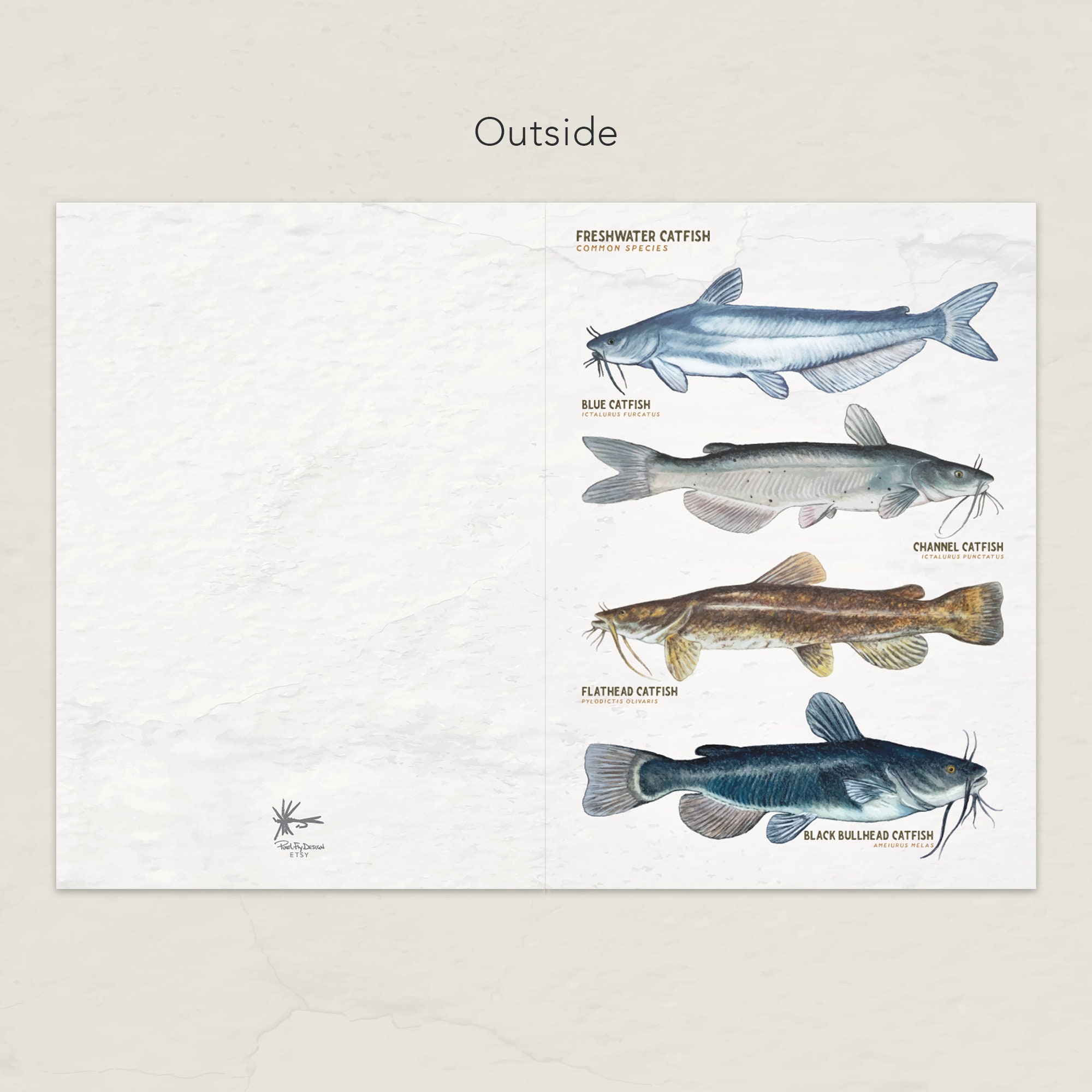 Catfish Card, Fish Print, Multi-species Catfish Print, Catfish Fish ...