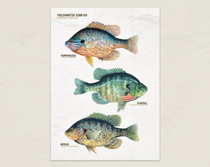 Pumpkinseed Print | 8x10 Print | Sunfish | Bluegill | Fish Artwork ...