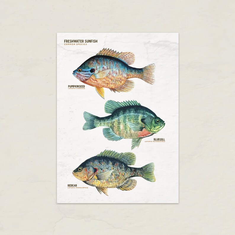 Sunfish Art Print: Pumpkinseed, Bluegill, Redear (digital Download) - Etsy