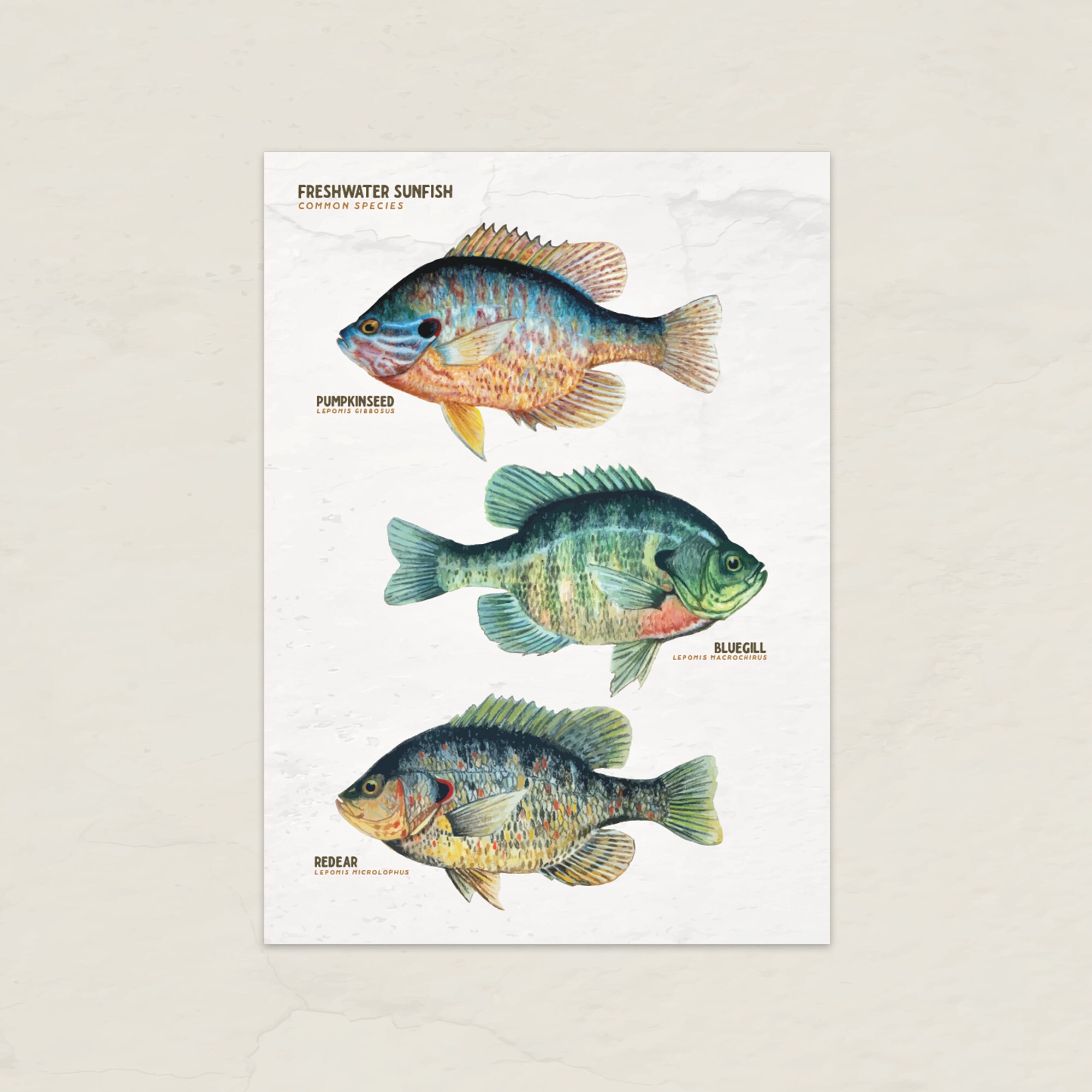 Sunfish Card, Fish Print, Beautiful Sunfish Art, Brim Print Download ...