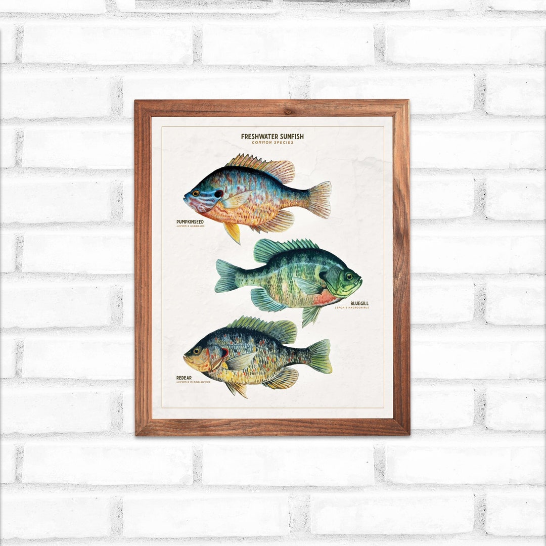 Colorful Sunfish Poster, Bluegill Poster, High Quality Sunfish Print ...