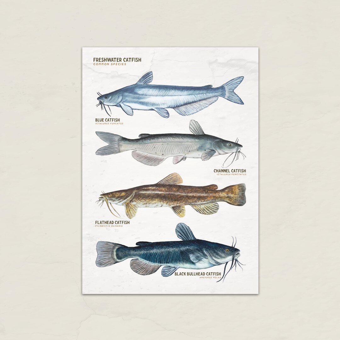 Catfish Card, Fish Print, Multi-species Catfish Print, Catfish Fish ...
