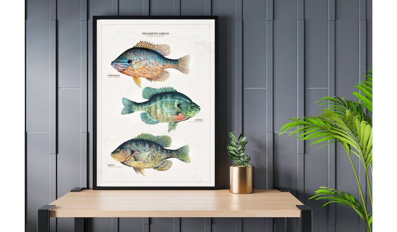 Colorful Sunfish Poster, Bluegill Poster, High Quality Sunfish Print ...
