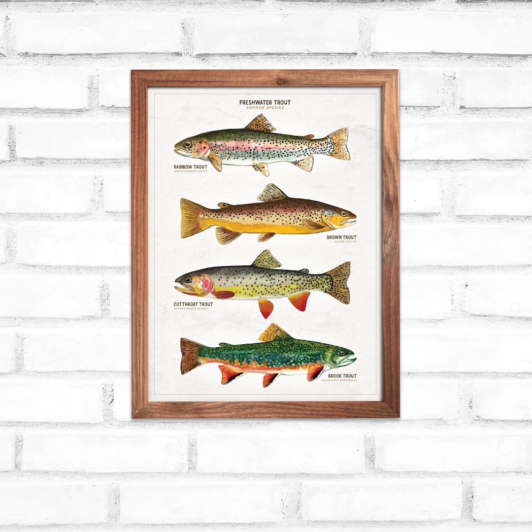 Colorful Trout Poster, Hi-res Trout Print Download, Fishing Art Decor ...