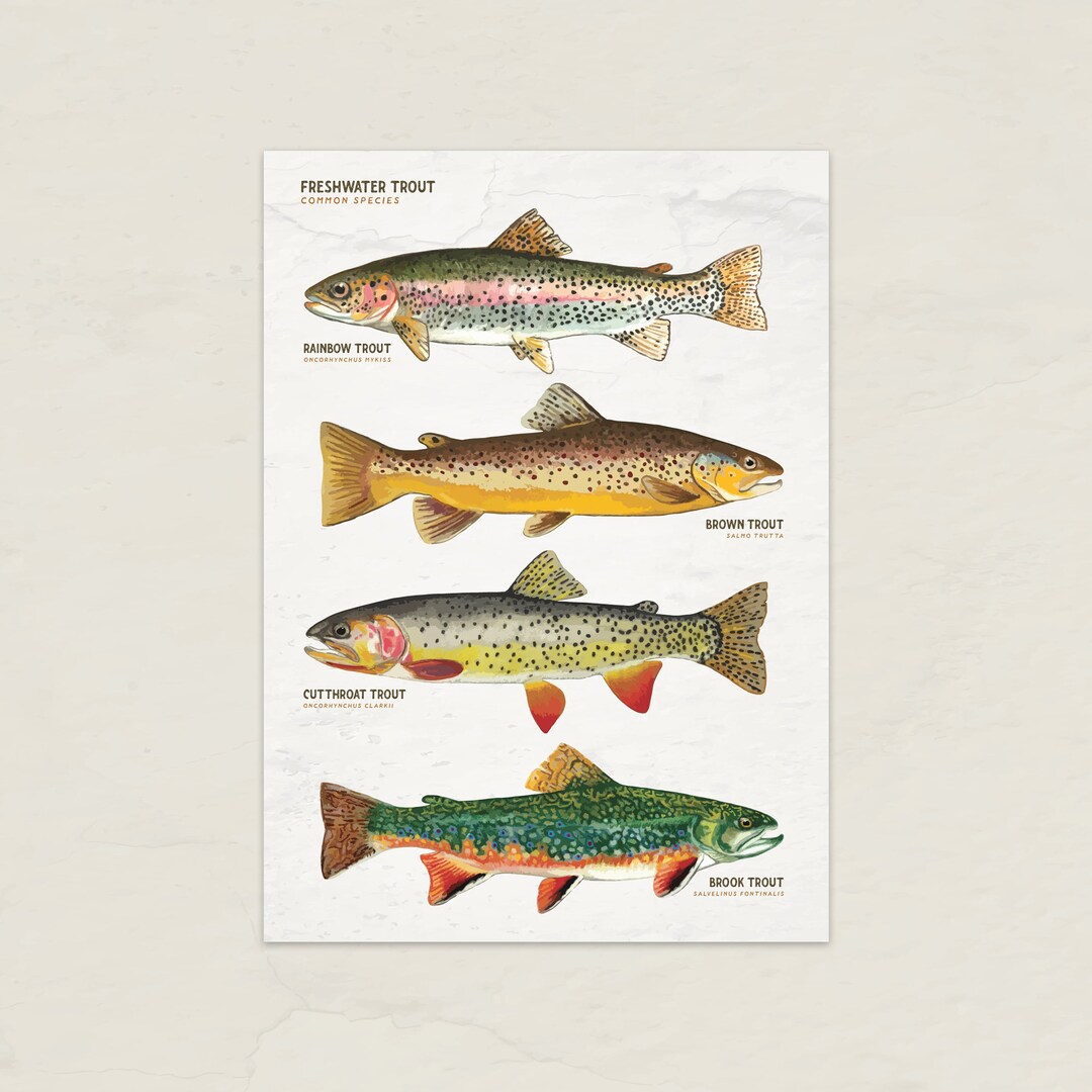 Digital Download Print Trout Card, Fish Print, Beautiful Trout Art ...