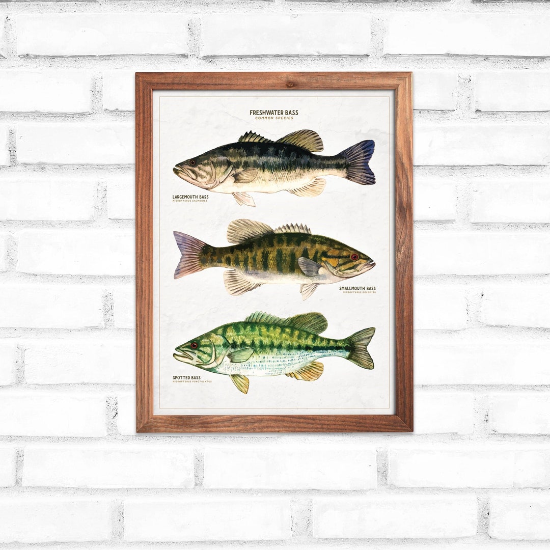 Bass Species Art Printt • Largemouth, Smallmouth & Spotted Bass ...