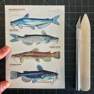 Catfish Card, Fish Print, Multi-species Catfish Print, Catfish Fish ...