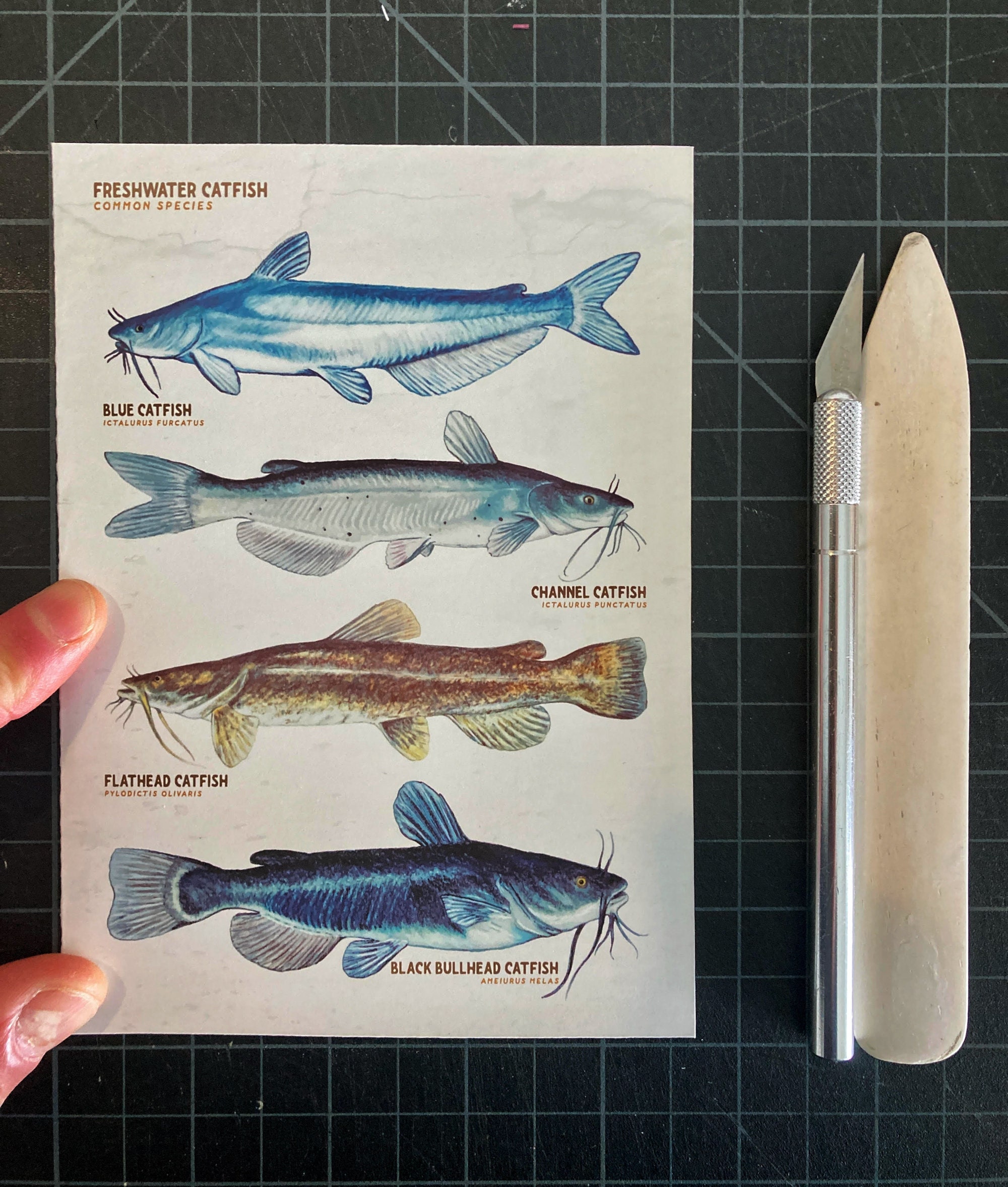 Catfish Card, Fish Print, Multi-species Catfish Print, Catfish Fish ...