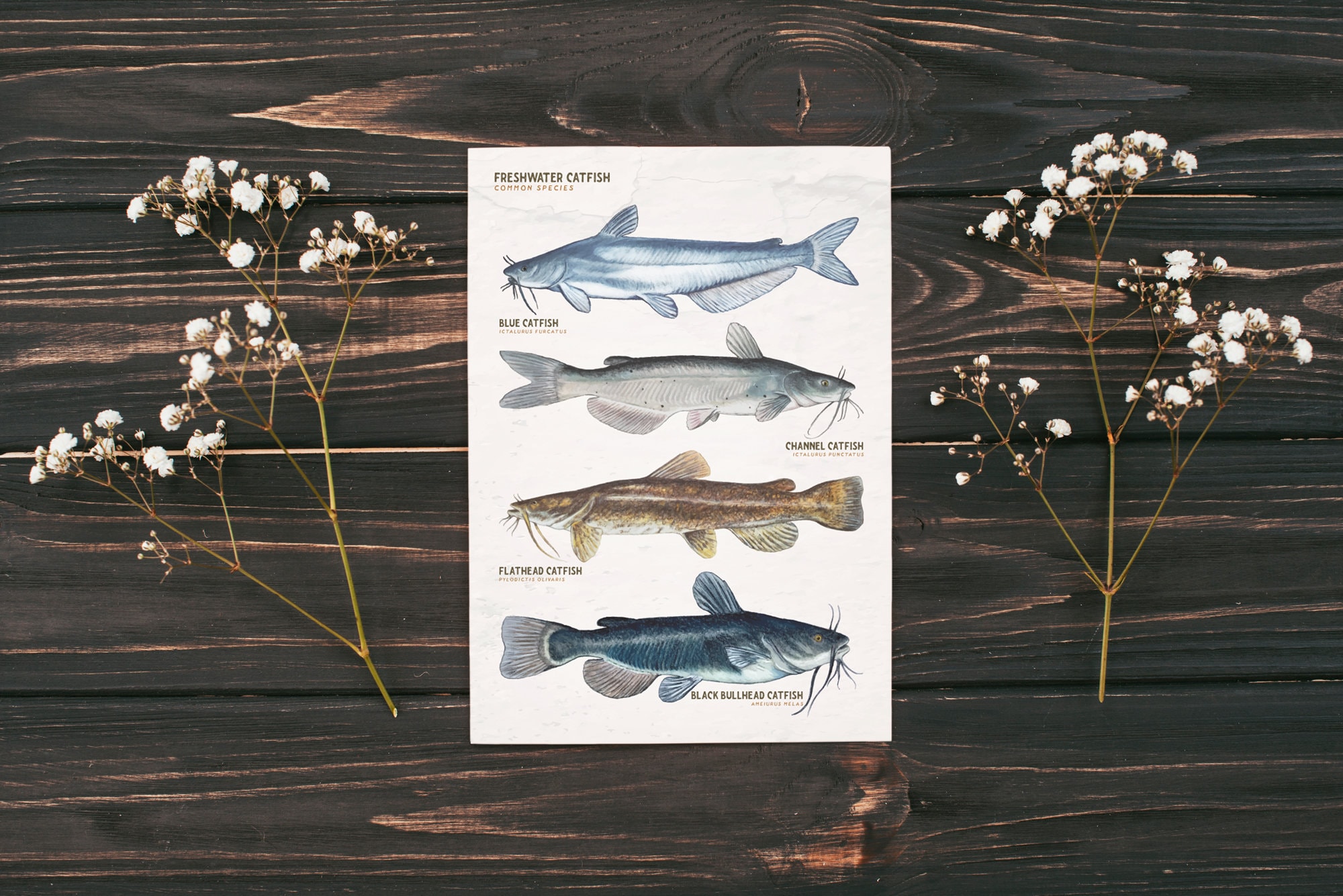 Catfish Card, Fish Print, Multi-species Catfish Print, Catfish Fish ...
