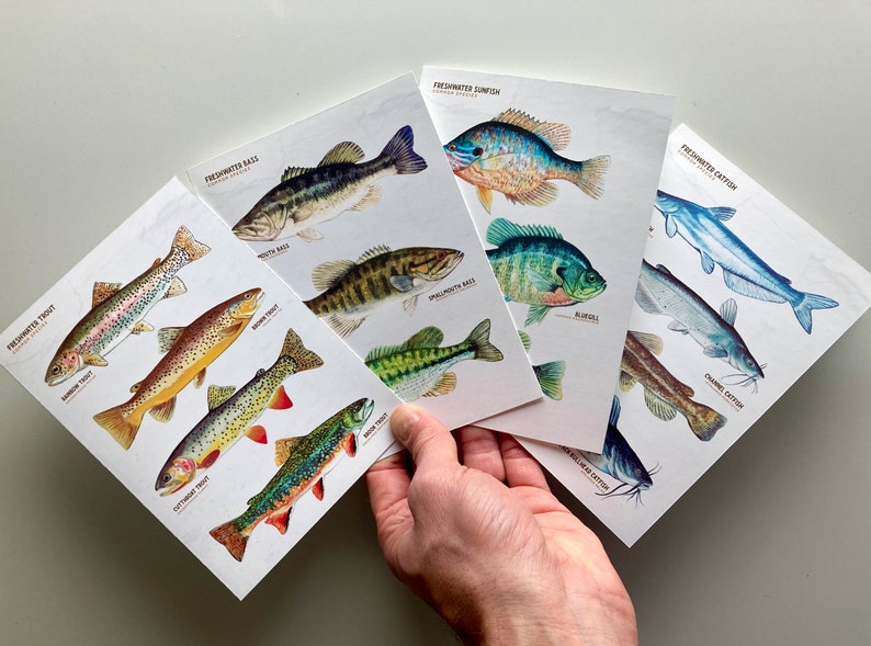 Catfish Card, Fish Print, Multi-species Catfish Print, Catfish Fish ...