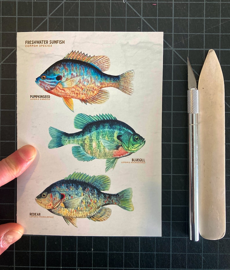 Sunfish Art Print: Pumpkinseed, Bluegill, Redear (digital Download) - Etsy