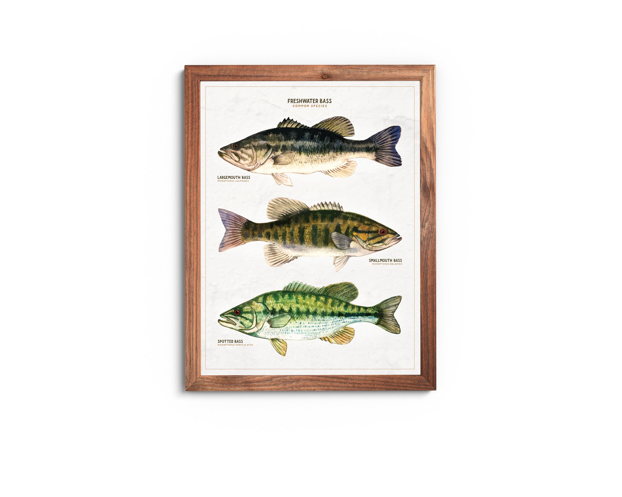 Freshwater Bass Species