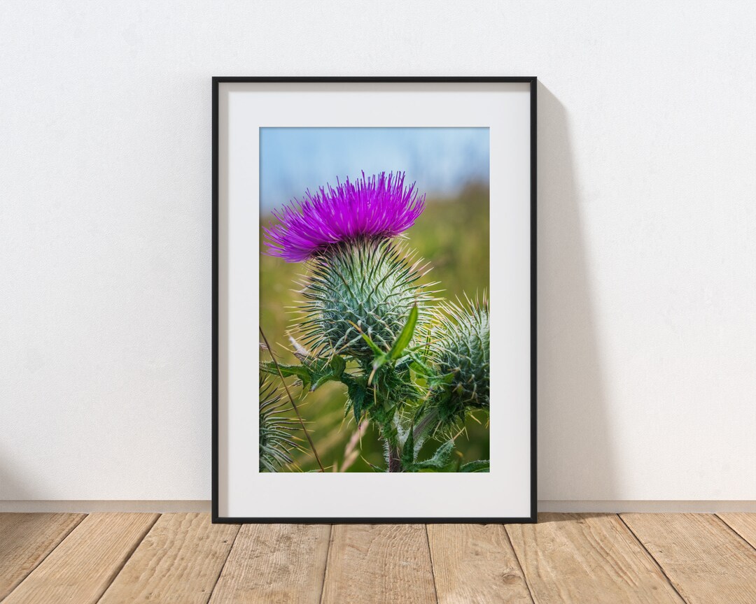 THE THISTLE Scottish Thistle Photo Print, Unframed Original Wall Art ...
