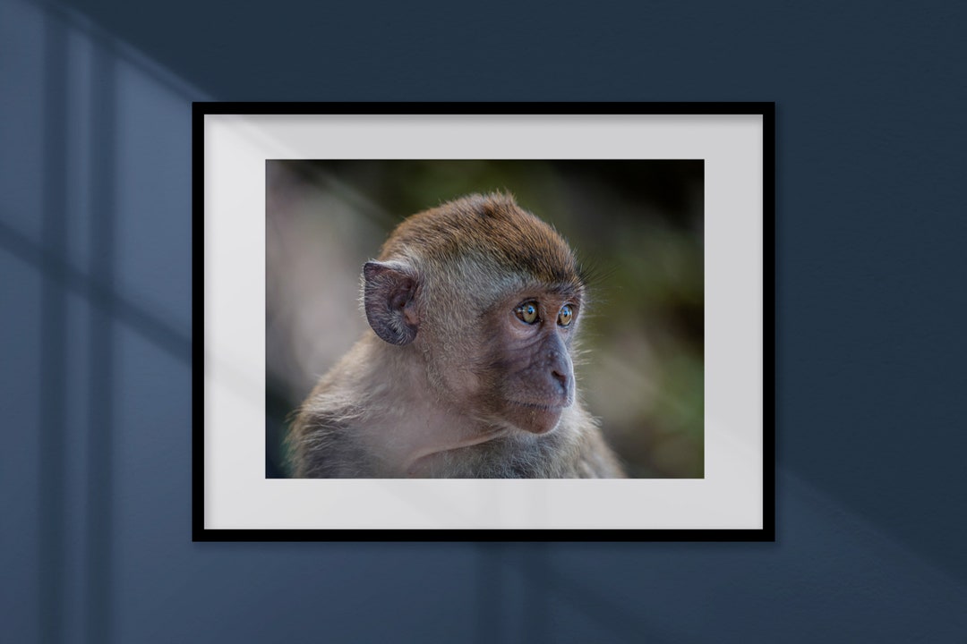Macaque Monkey Wildlife Photography Unframed Photo Print - Etsy