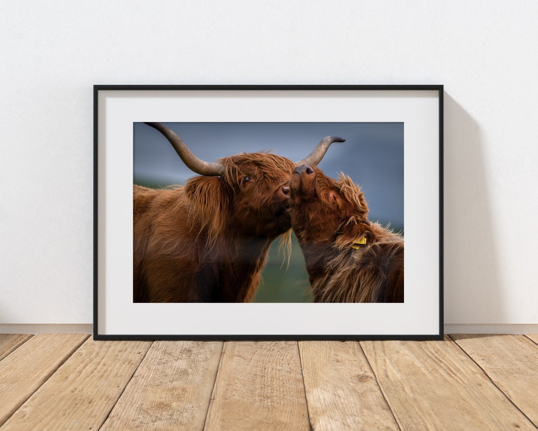 COO KISSES Highland Cow Photo Print, Unframed Original Wall Art, Home ...