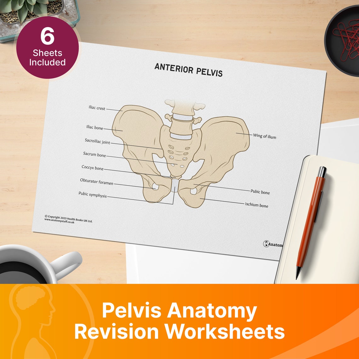 Pelvis Anatomy Revision Worksheets (interactive and Printable Pdfs) - Etsy