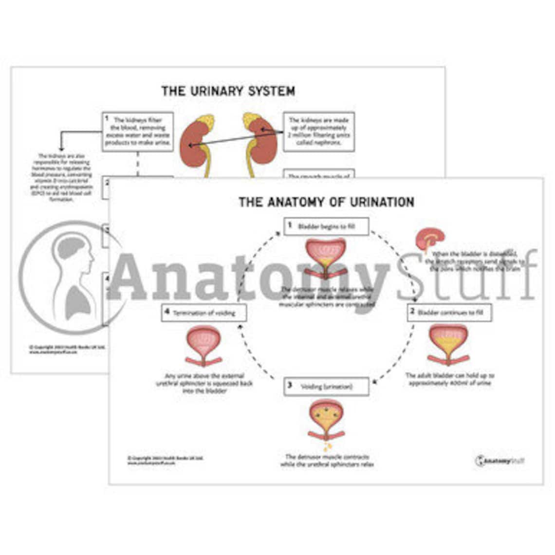 Urinary System Anatomy Revision Worksheets interactive and Printable ...