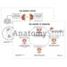 Urinary System Anatomy Revision Worksheets (interactive and Printable ...