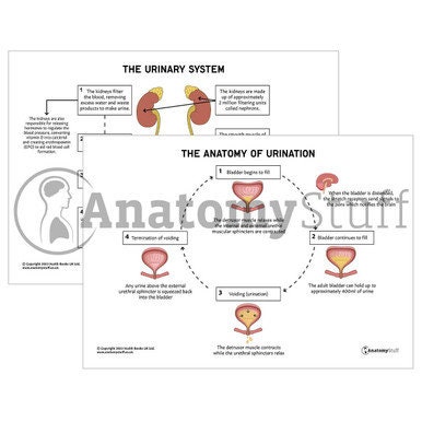 Urinary System Anatomy Revision Worksheets (interactive and Printable ...