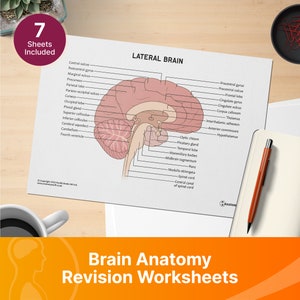 Brain Anatomy Revision Worksheets interactive and Printable Pdfs - Etsy