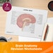 Brain Anatomy Revision Worksheets interactive and Printable Pdfs - Etsy