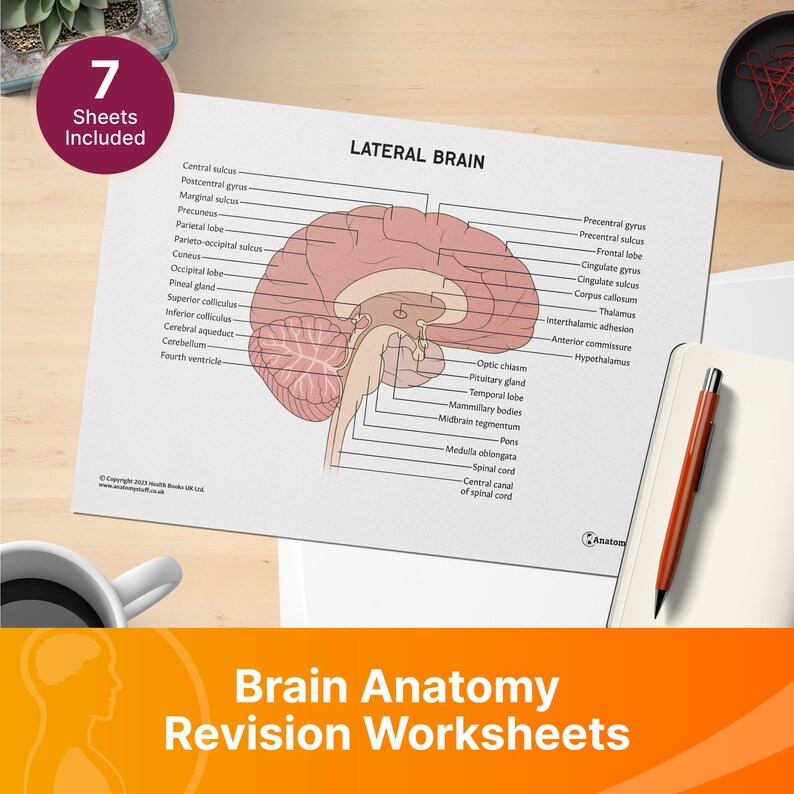 Brain Anatomy Revision Worksheets (interactive and Printable Pdfs) - Etsy