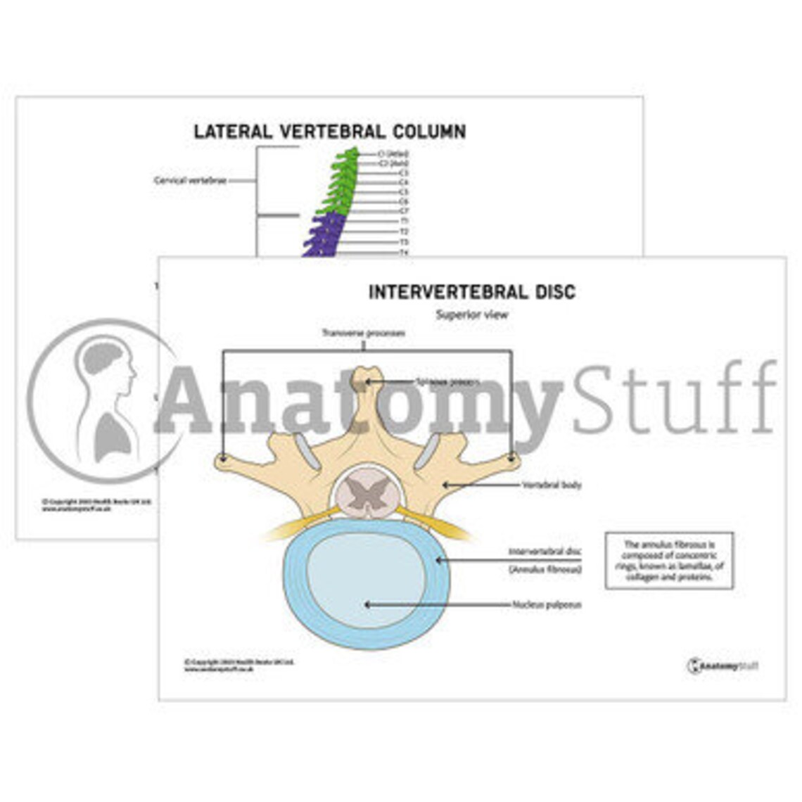 Spine & Vertebrae Anatomy Revision Worksheets (interactive and ...