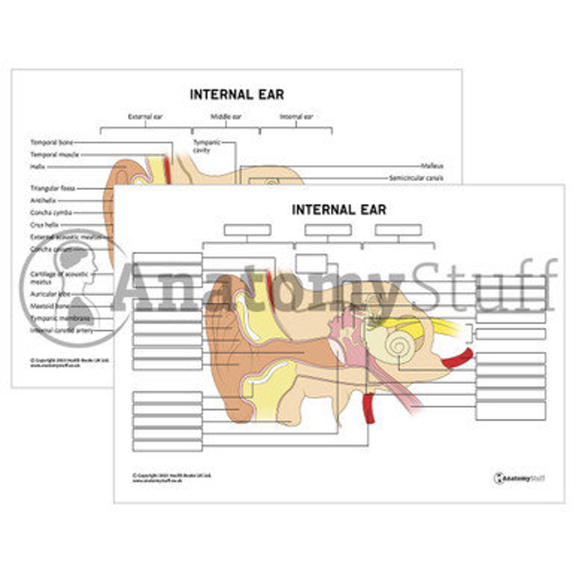 Ear Anatomy Revision Worksheets interactive and Printable Pdfs - Etsy