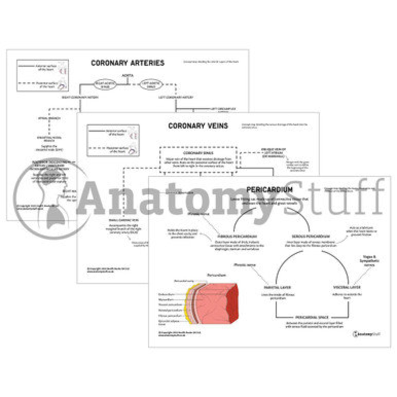 Heart Anatomy Revision Worksheets interactive and Printable Pdfs - Etsy