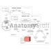 Heart Anatomy Revision Worksheets interactive and Printable Pdfs - Etsy