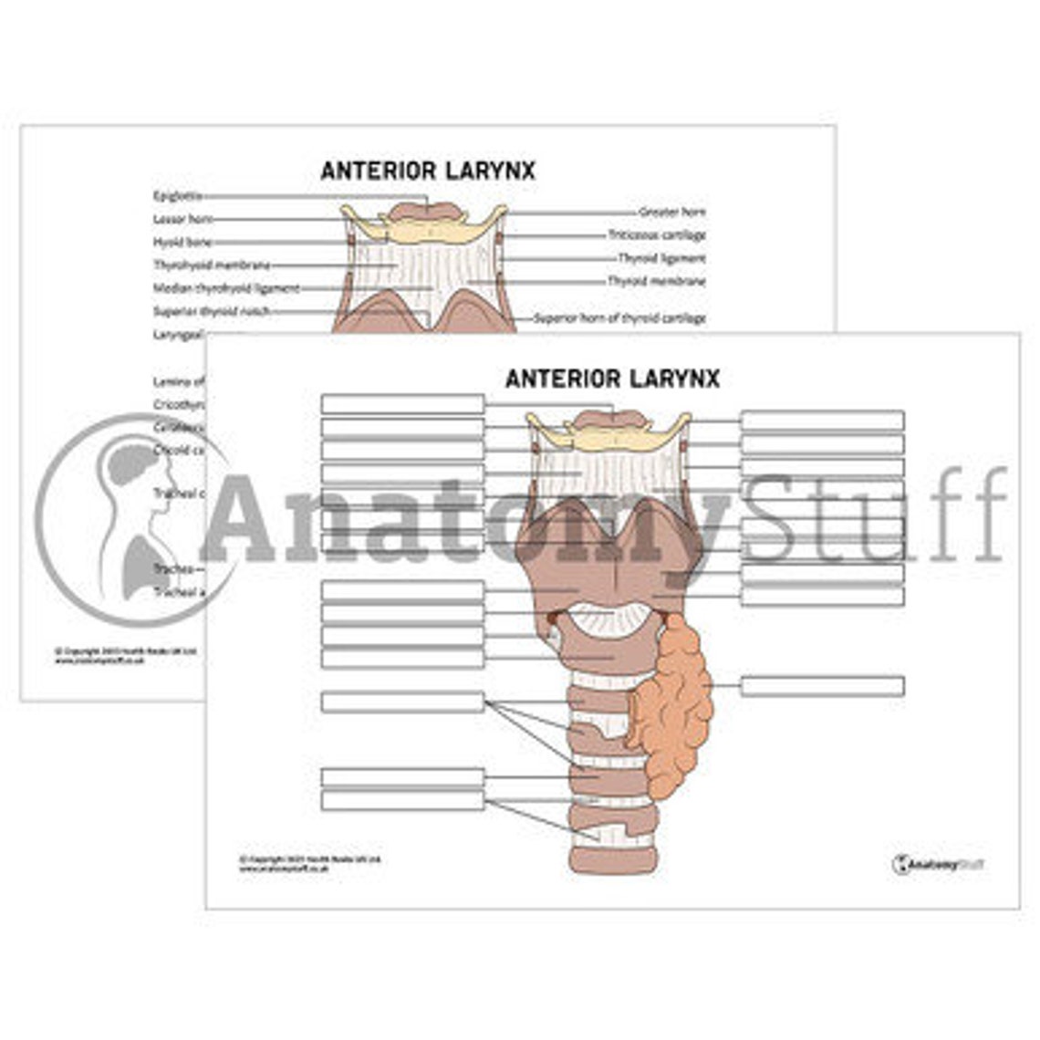 Pharynx & Larynx Anatomy Revision Worksheets (interactive and Printable ...