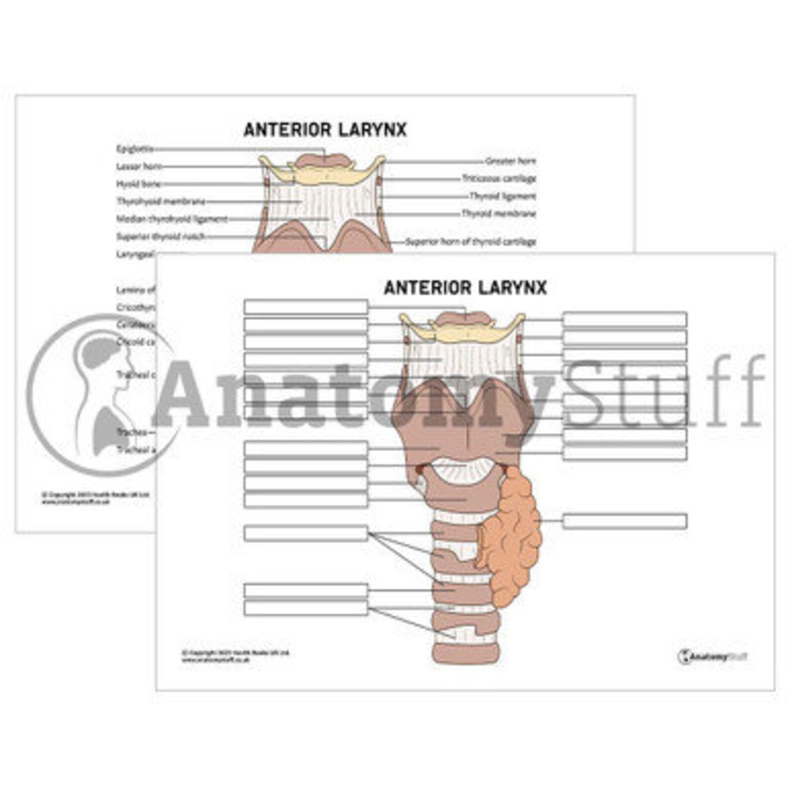 Pharynx & Larynx Anatomy Revision Worksheets (interactive and Printable ...