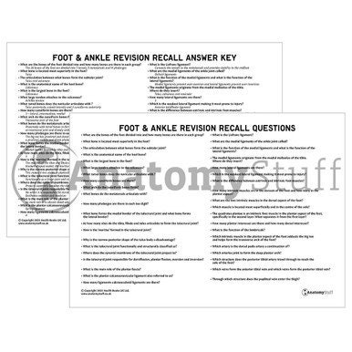 Foot & Ankle Anatomy Revision Worksheets (interactive and Printable ...