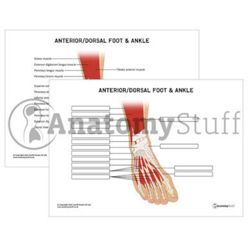 Foot & Ankle Anatomy Revision Worksheets (interactive and Printable ...