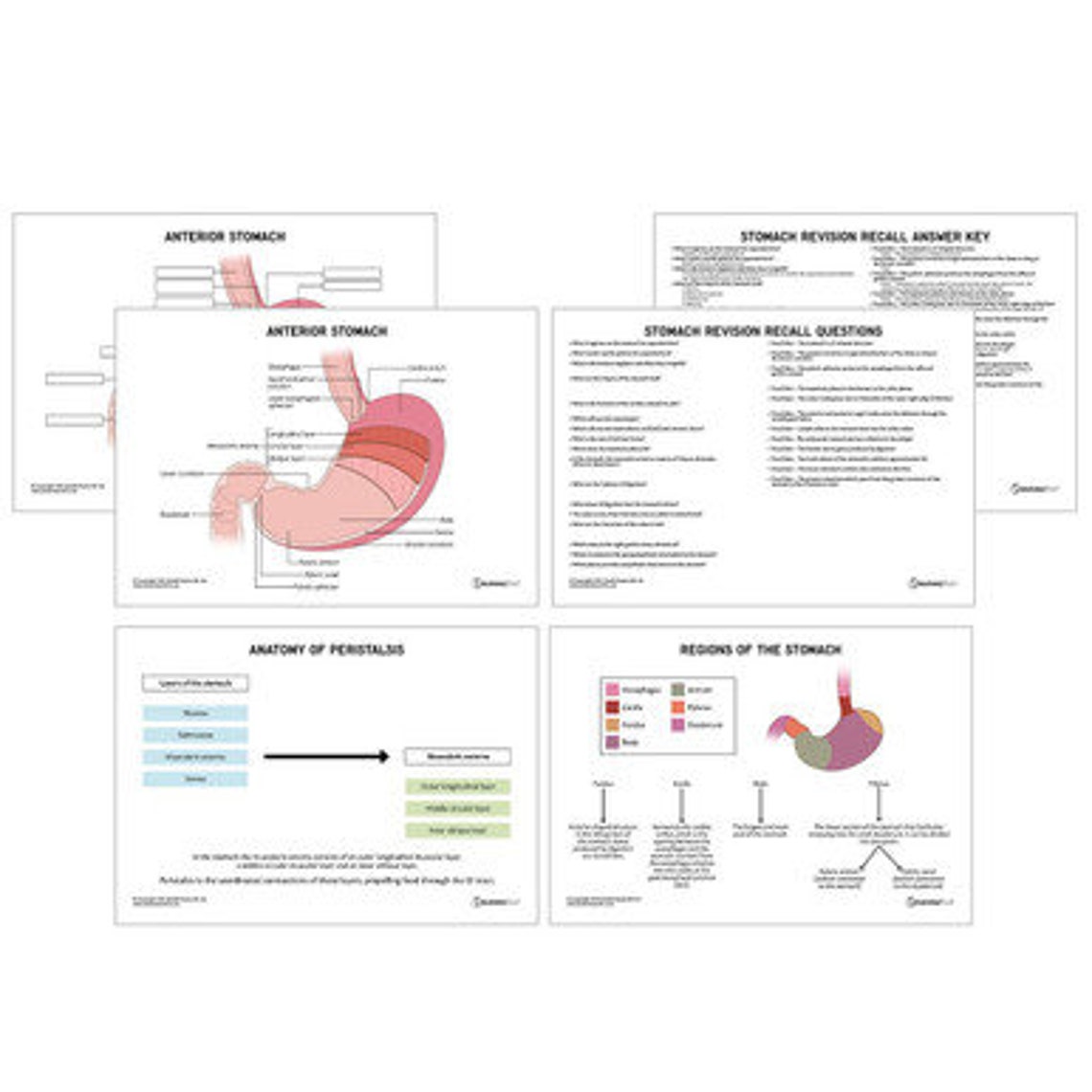 Stomach Anatomy Revision Worksheets (interactive and Printable Pdfs) - Etsy